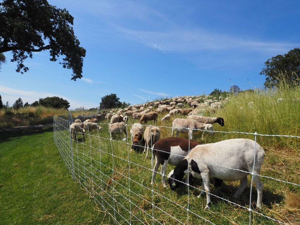 Goat Grazing and land management - Eco friendly