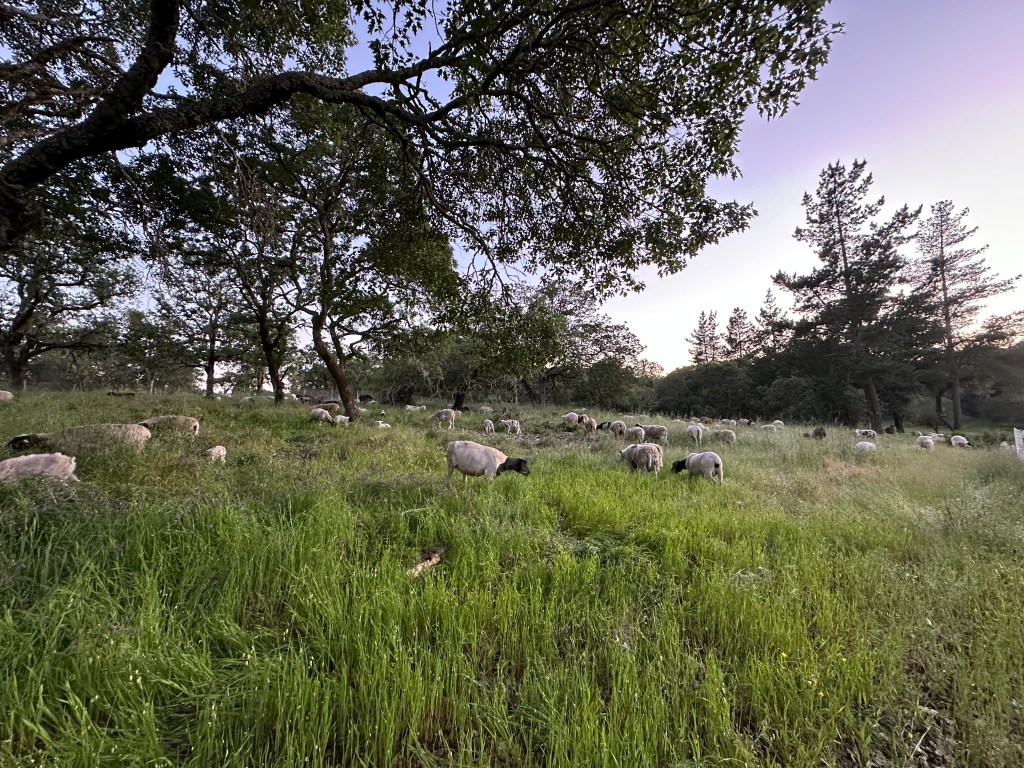 Goat Grazing and land management - Eco friendly